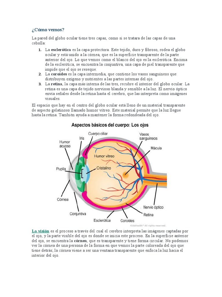 Como Vemos | PDF | Ojo humano | Percepción visual