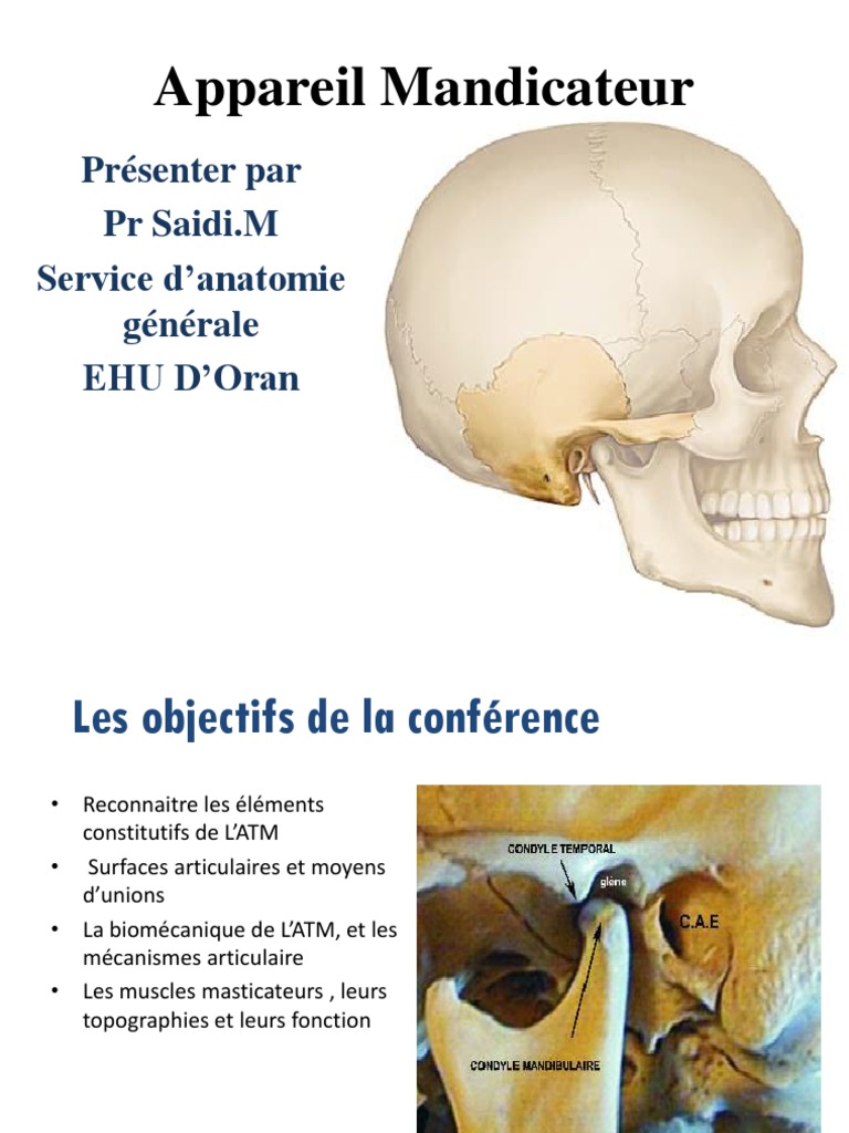 Anatomie de l'Articulation Temporo-Mandibulaire | PDF