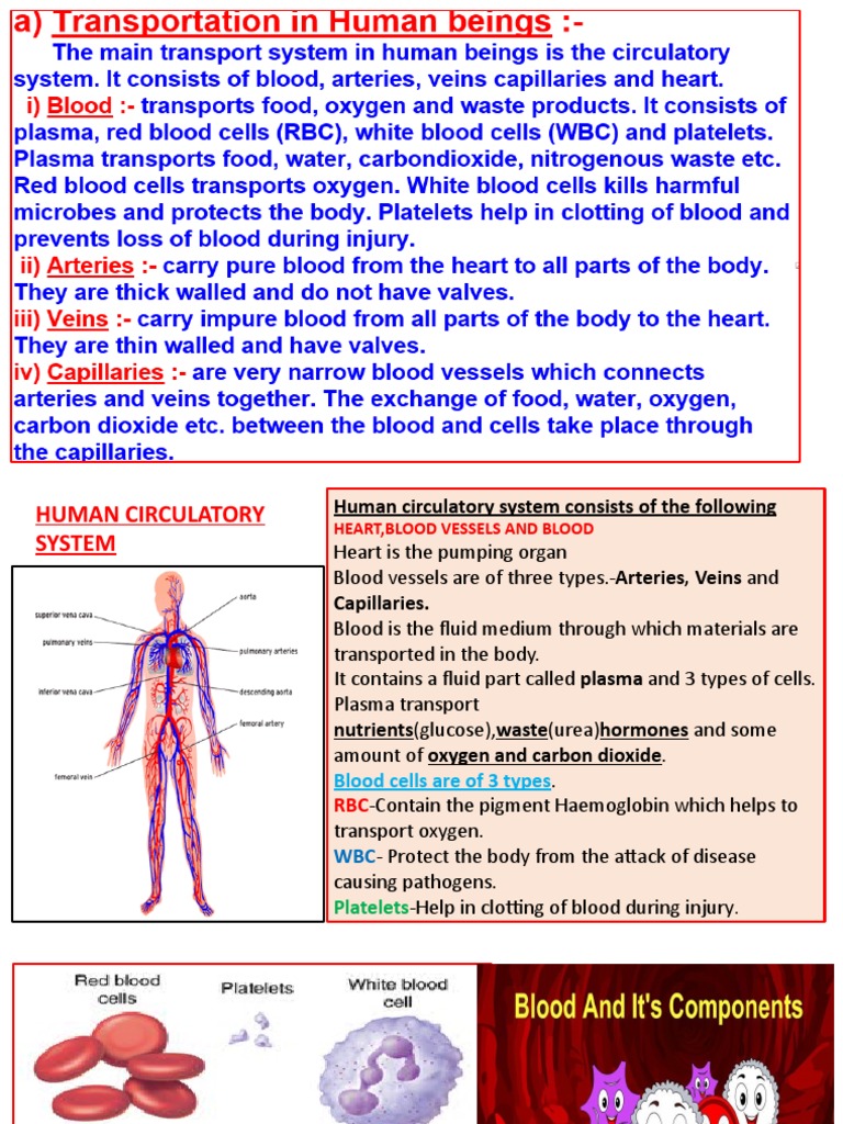 Transportation in Animals | PDF | Heart | Blood