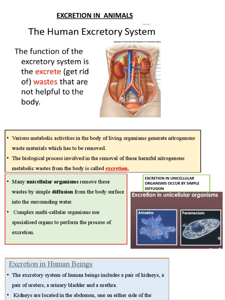 Excretion in Plants and Animals | PDF