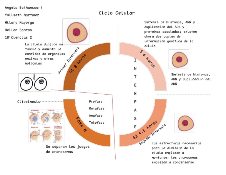 Esquema Ciclo Celular | PDF