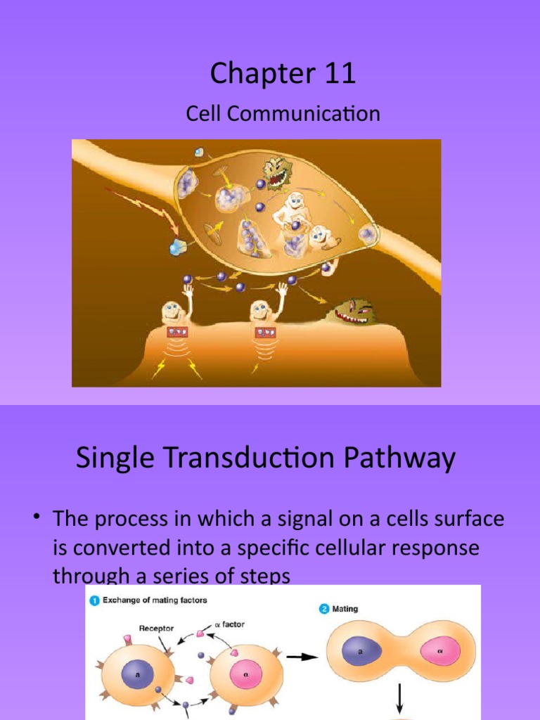 Cell Comunication | PDF Cell Comunication | PDF