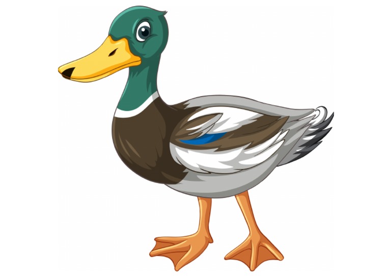 DUCK | PDF