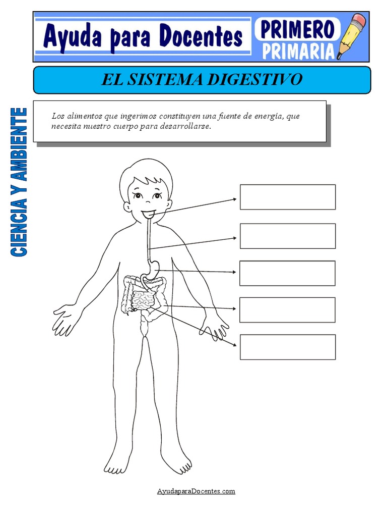 Separatas de El Sistema Digestivo para Primero de Primaria | PDF