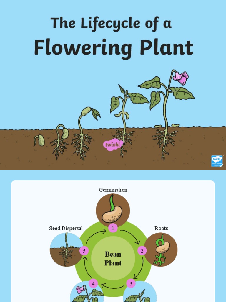 The Lifecycle of A Flowering Plant | PDF