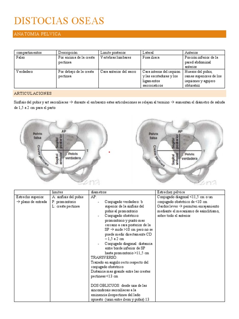 Distocias Oseas Pdf Pelvis Sistema Musculoesquelético