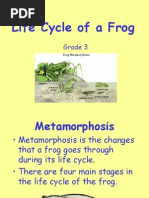 Lizard Life Cycle Stages Explained | PDF