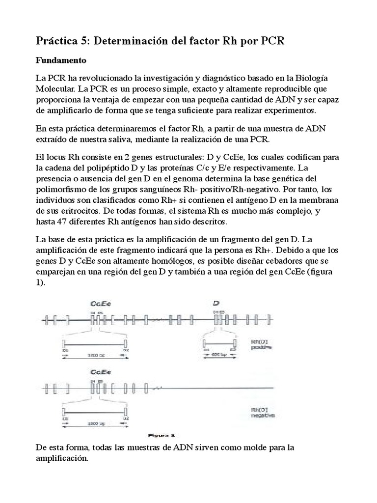 Practica 5 RH | PDF | Reacción en cadena de la polimerasa | Adn