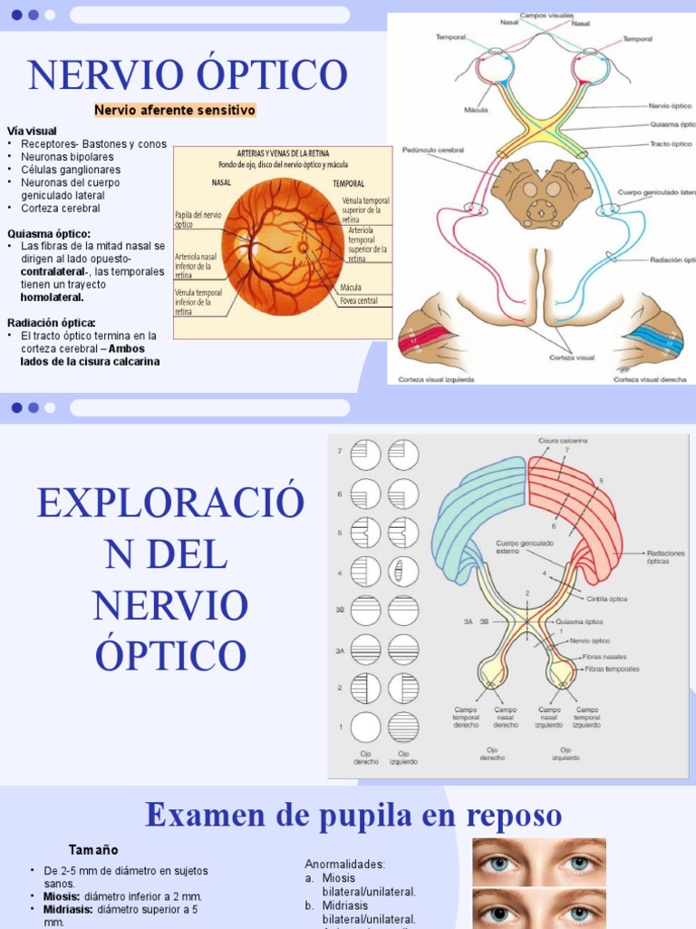 EXPLORACION DEL NERVIO OPTICO Final | PDF | Ojo humano | Percepción visual