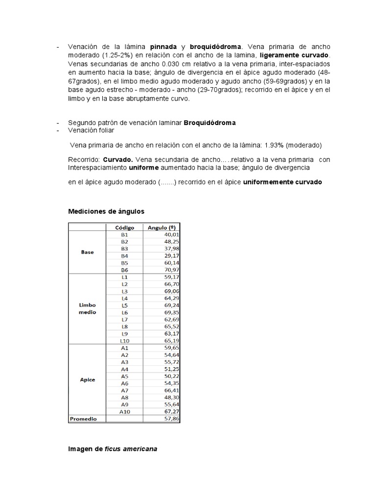 Venación Pinnada y Broquidódroma | PDF | Arte | Ciencia y matemáticas