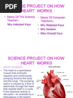 Structure and Function of Human Heart | PDF