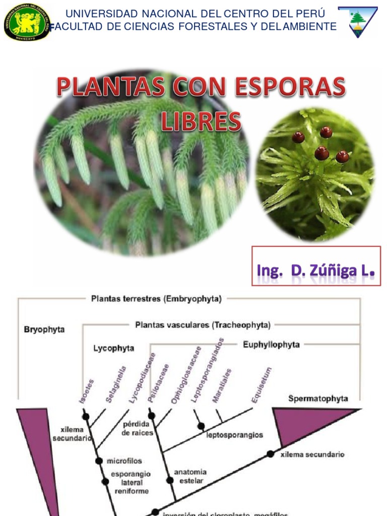 Plantas Con Esporas Libres. | PDF