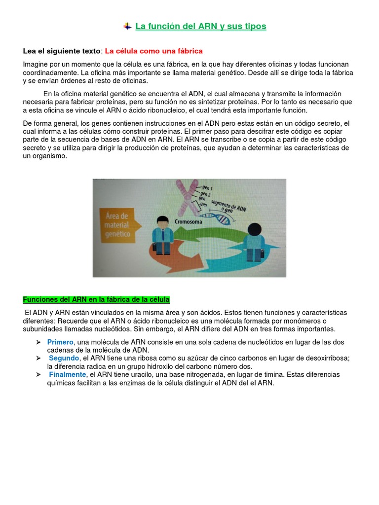 La Función Del ARN y Sus Tipos | PDF | Rna | Adn