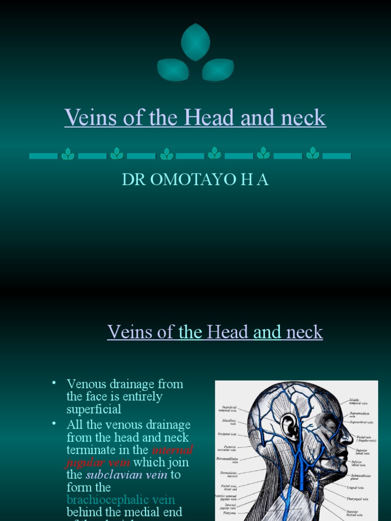 Veins Head and Neck | PDF | Art