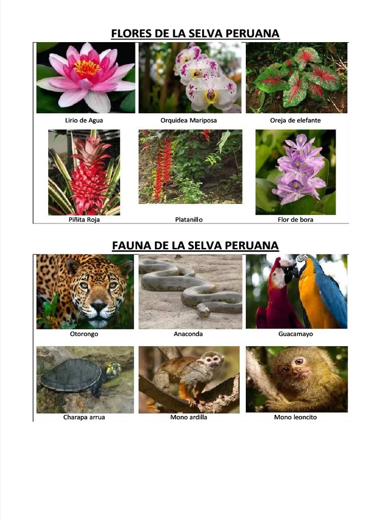 Wiac - Info PDF Flores y Fauna de La Selva Peruana PR | PDF