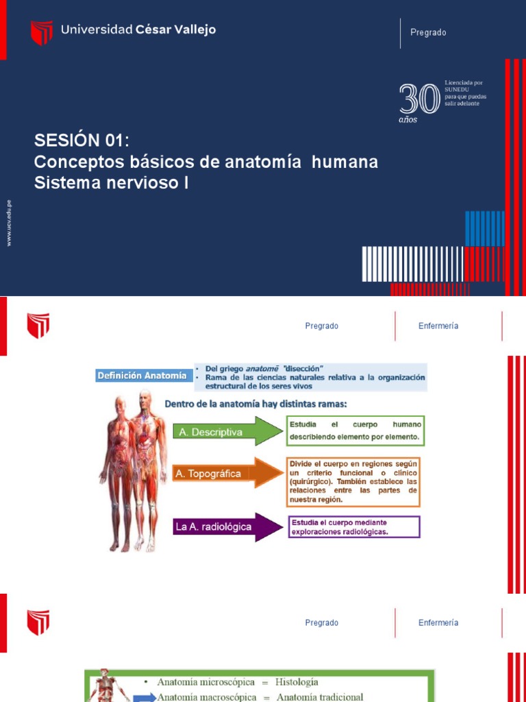 Clase 1. Conceptos Básicos de Anatomia y Sistema Nervioso I | PDF | Relaciones personales ...