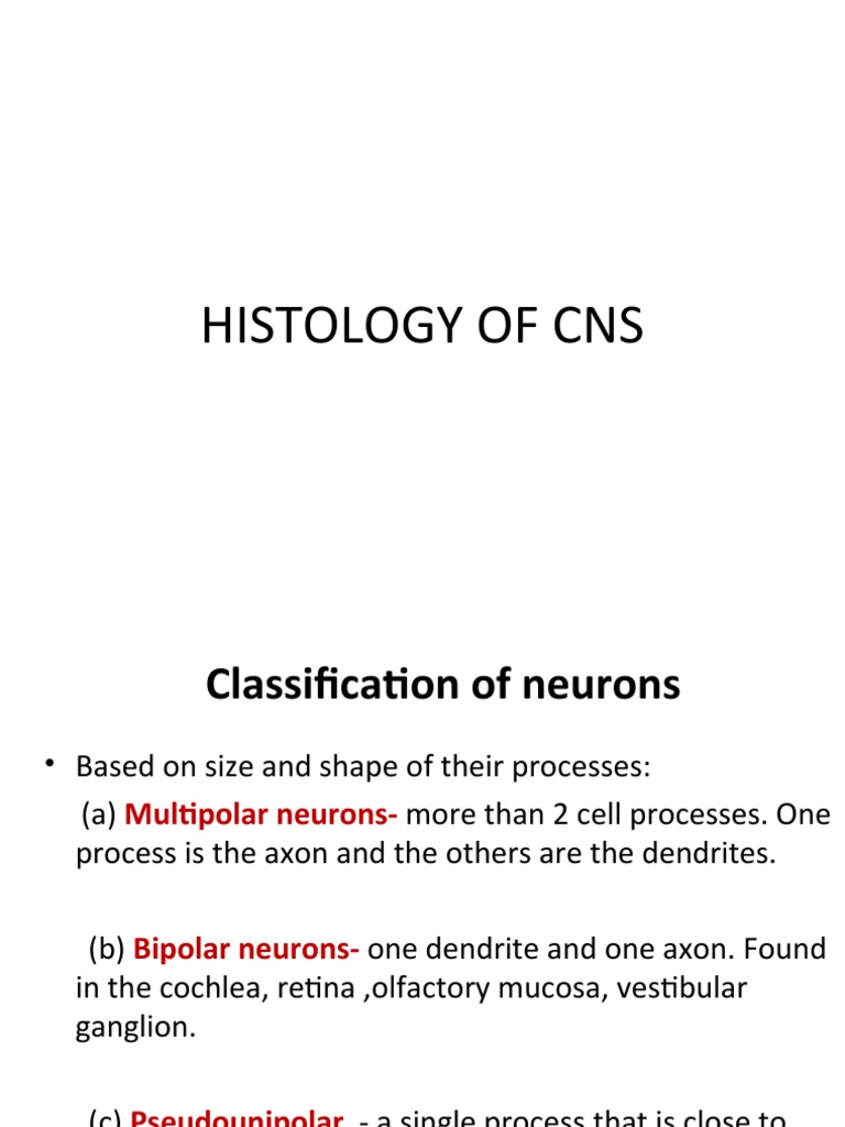 Lecture 30 Histology of Cns | PDF | Cerebellum | Cerebral Cortex Lecture 30 Histology of Cns | PDF | Cerebellum | Cerebral Cortex