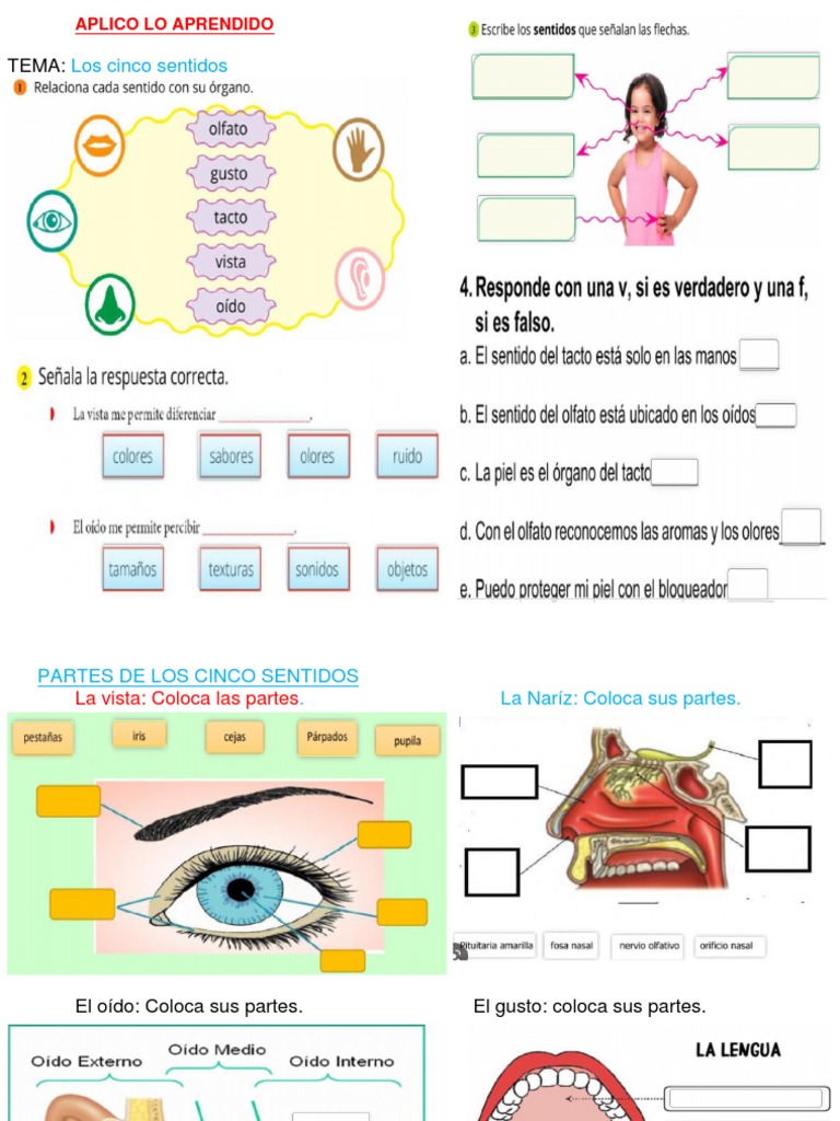Ficha de Los Sentidos | PDF
