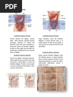 Radiografía de Abdomen y Coprostasis | PDF | Sistema urinario ...