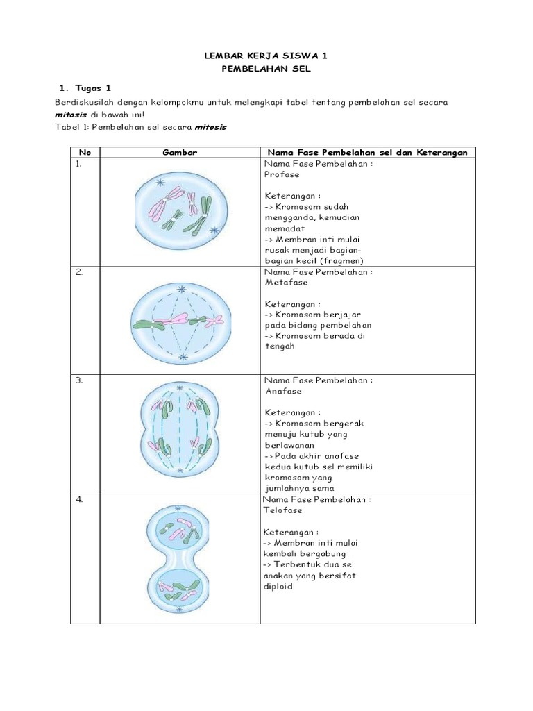 LKS Pembelahan Sel Jawaban | PDF