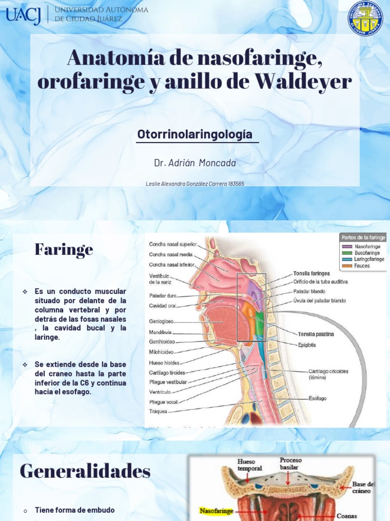 Anatomia Orofaringe, Nasofaringe y Anillo de Waldeyer | PDF | Laringe ...