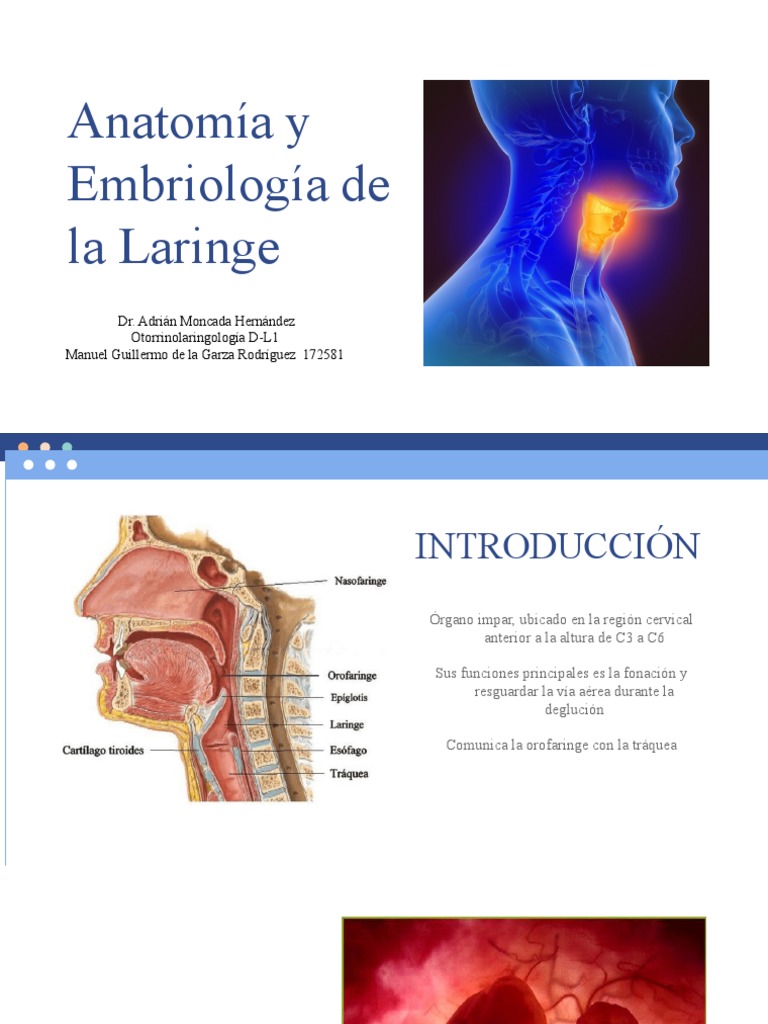 Anatomía y Embriología de La Laringe | PDF | Laringe | Garganta Humana