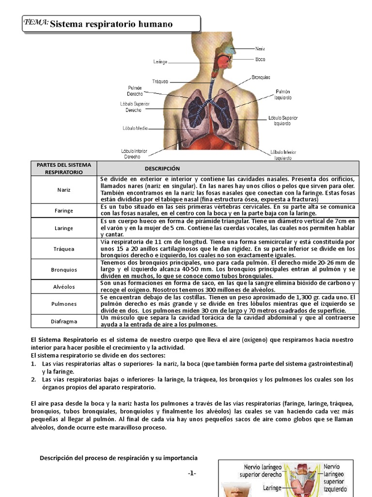 Sistema Respiratorio y Circulatorio Humano | PDF | Sistema respiratorio ...