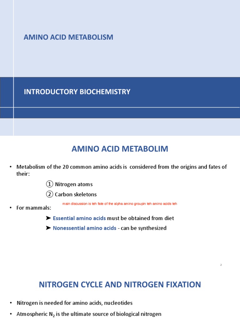 Amino Acid Metabolism Notes | PDF | Metabolism | Biosynthesis