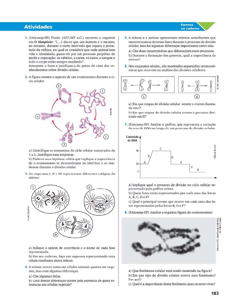 Atividade - Ciclo Celular (Mitose e Meiose) | PDF