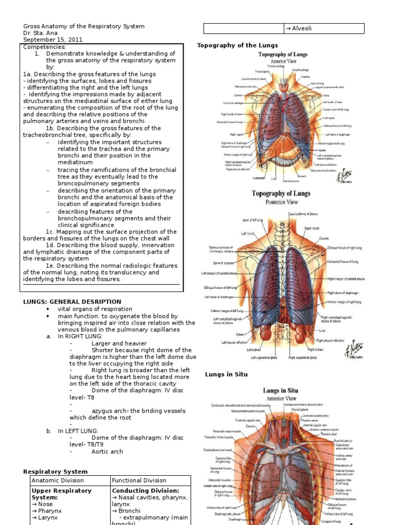 Topography of The Lungs | PDF | Lung | Respiratory Tract