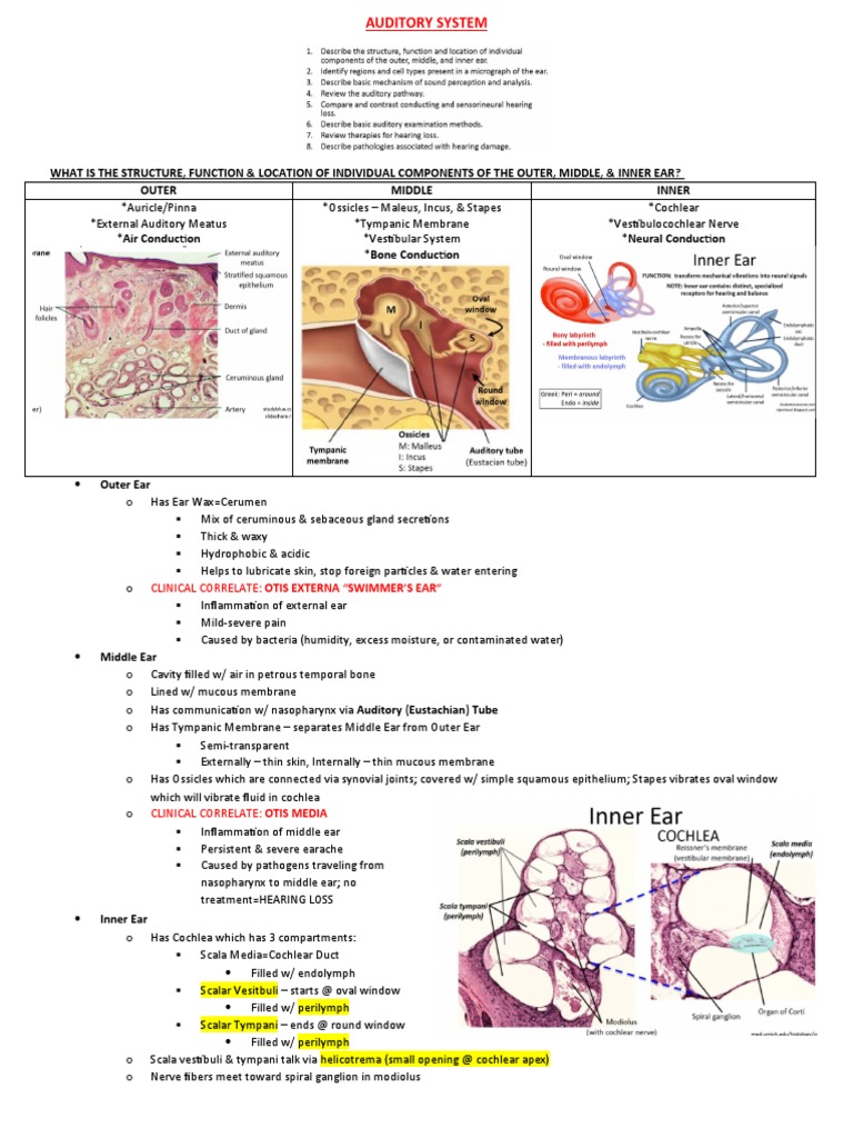 Auditory System - Study Guide | PDF