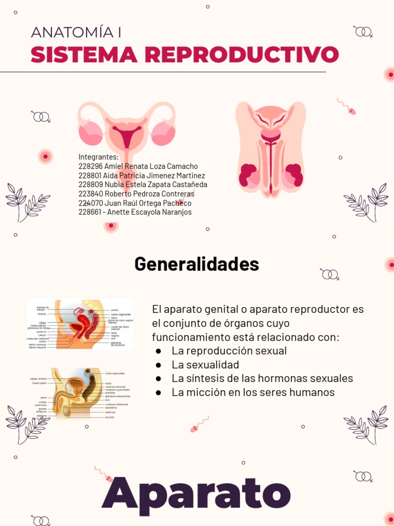 Sistema Reproductivo | PDF