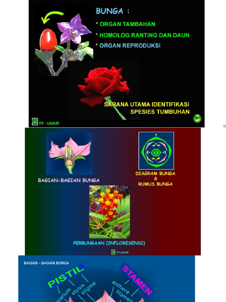 4.2 Morfologi Bunga | PDF