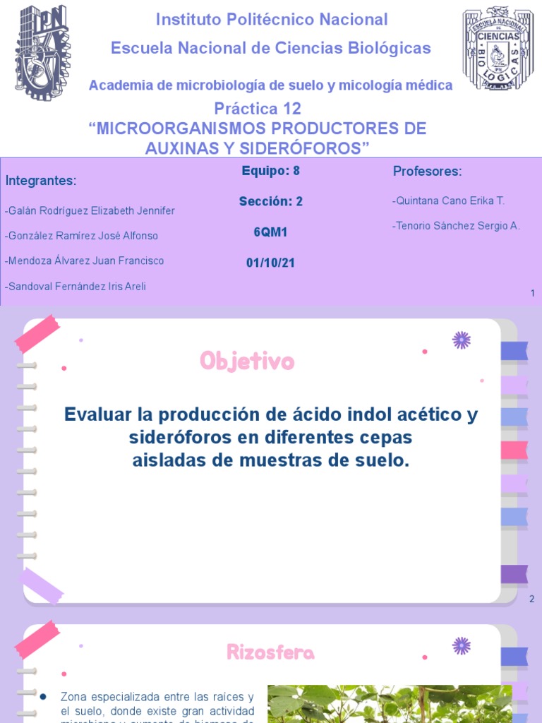 Sideróforos y Auxinas en Microorganismos | PDF | Hormona Vegetal ...