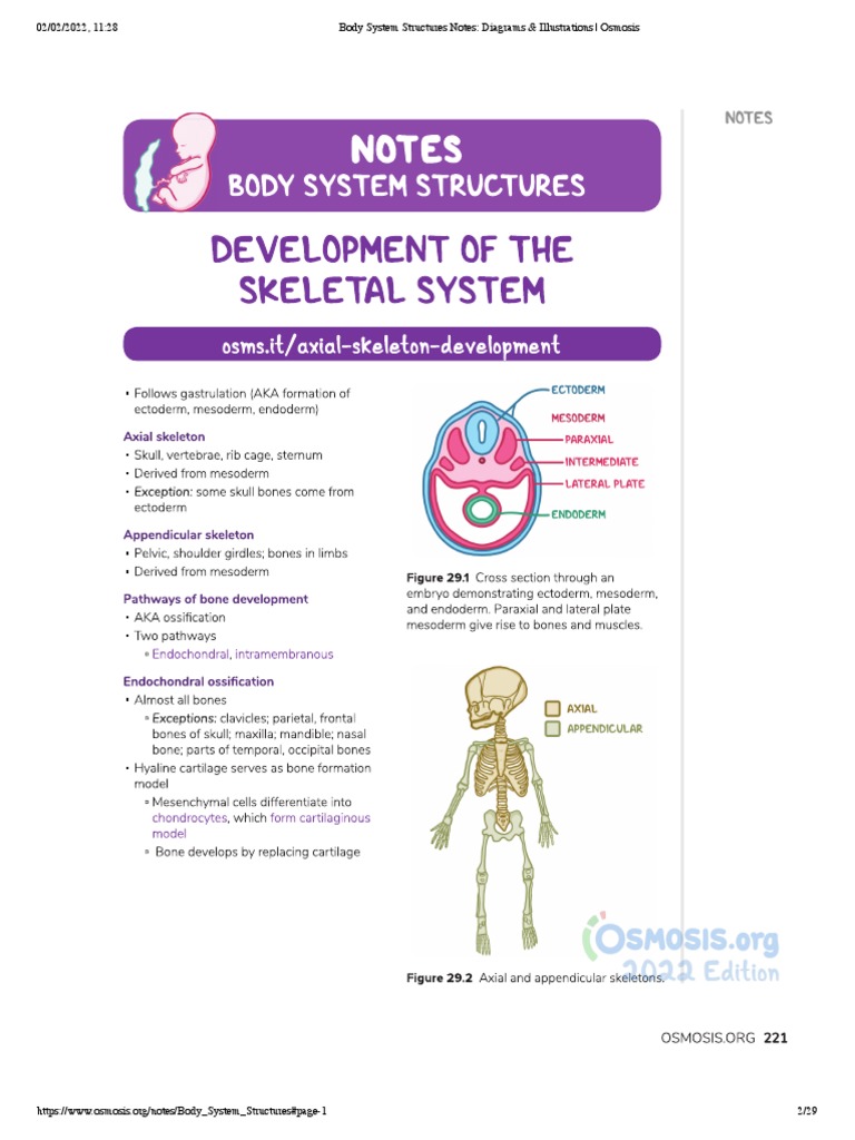 Body System Structures Notes - Diagrams & Illustrations - Osmosis | PDF