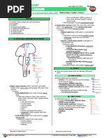 Pons Anatomy and Cranial Nerves | PDF | Brainstem | Cerebellum