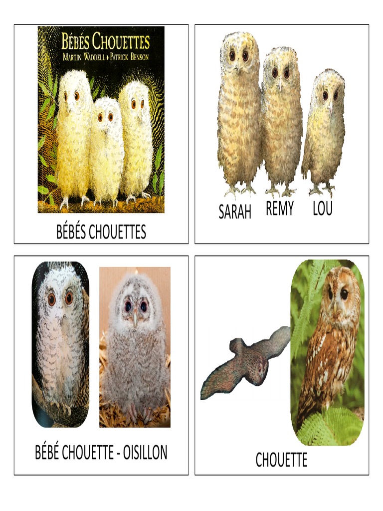 Imagier BEBES CHOUETTES GALM | PDF