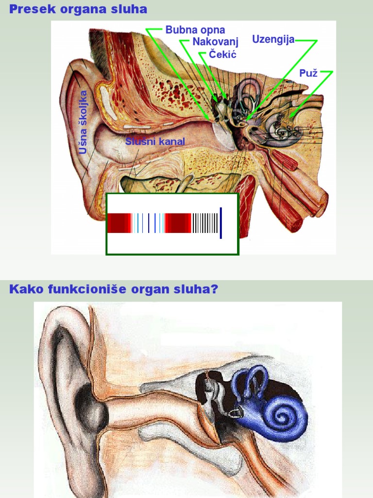 Organ Sluha | PDF