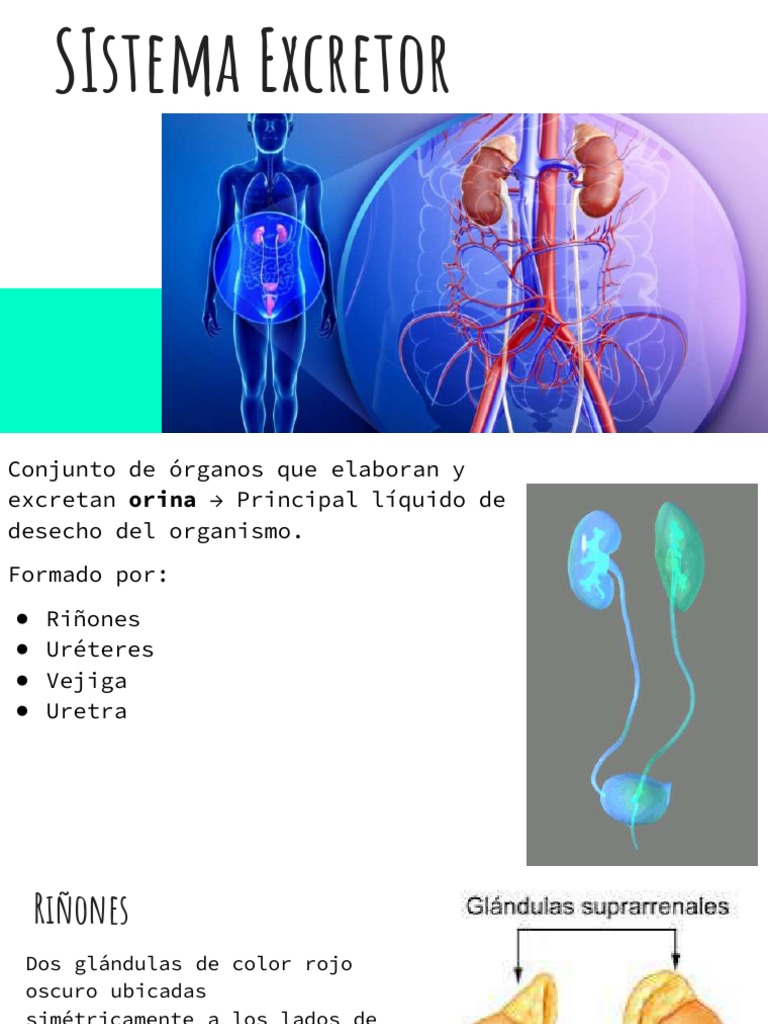 Sistema Excretor | PDF | Orina | Sistema urinario
