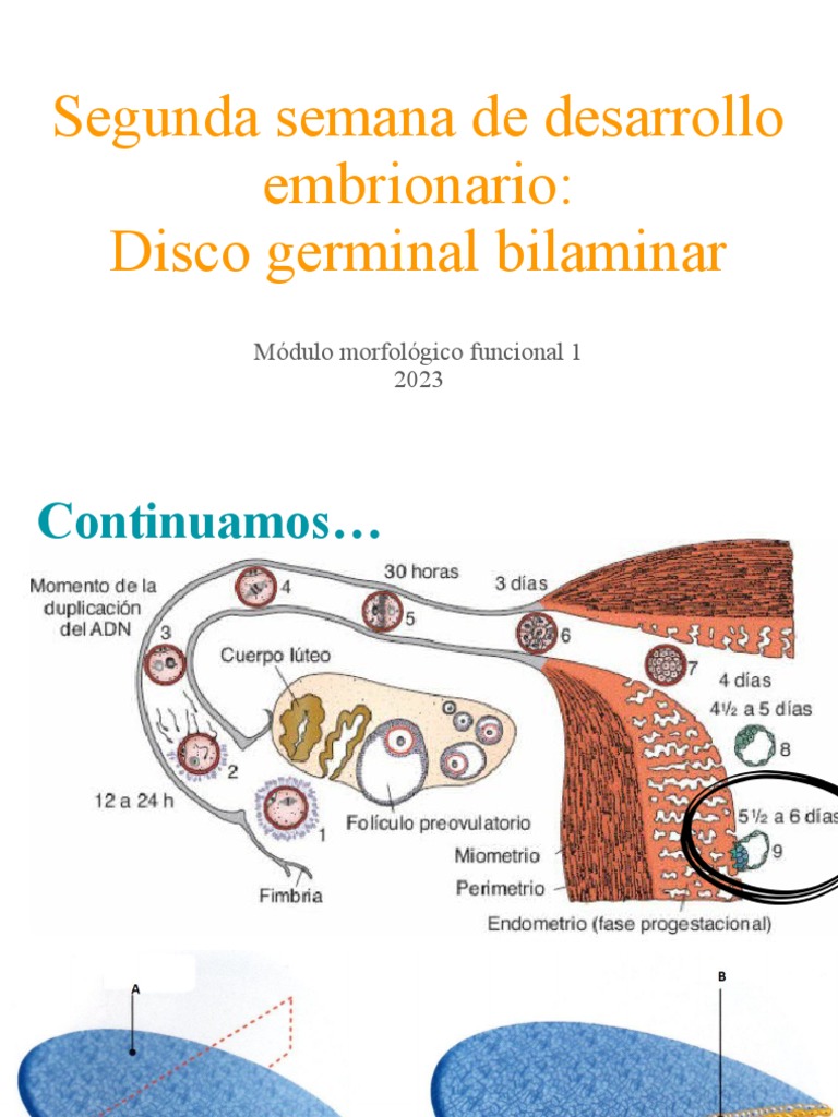 Segunda semana de desarrollo embrionario | PDF | Procesos biologicos ...