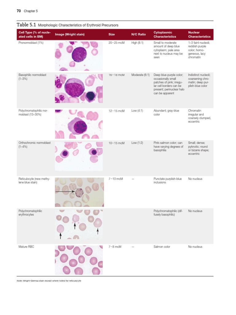 Erythroid Precursors | Download Free PDF | Cell Nucleus | Red Blood Cell