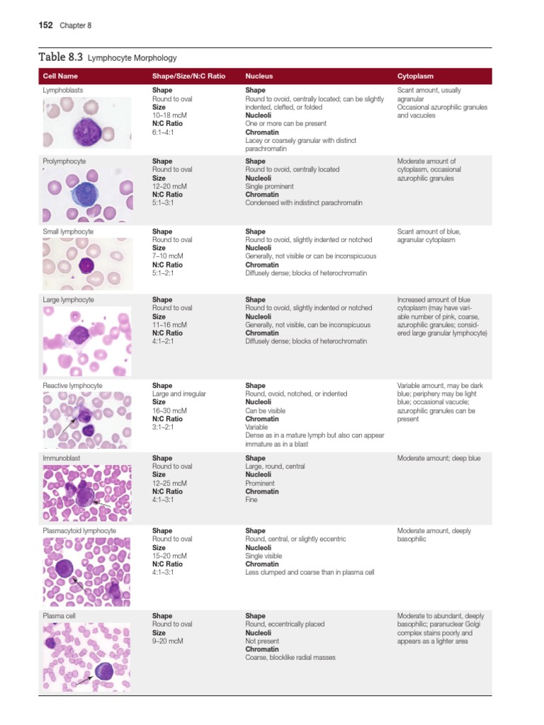 Lymphocyte Morphology | PDF | Lymphocyte | Medical Specialties