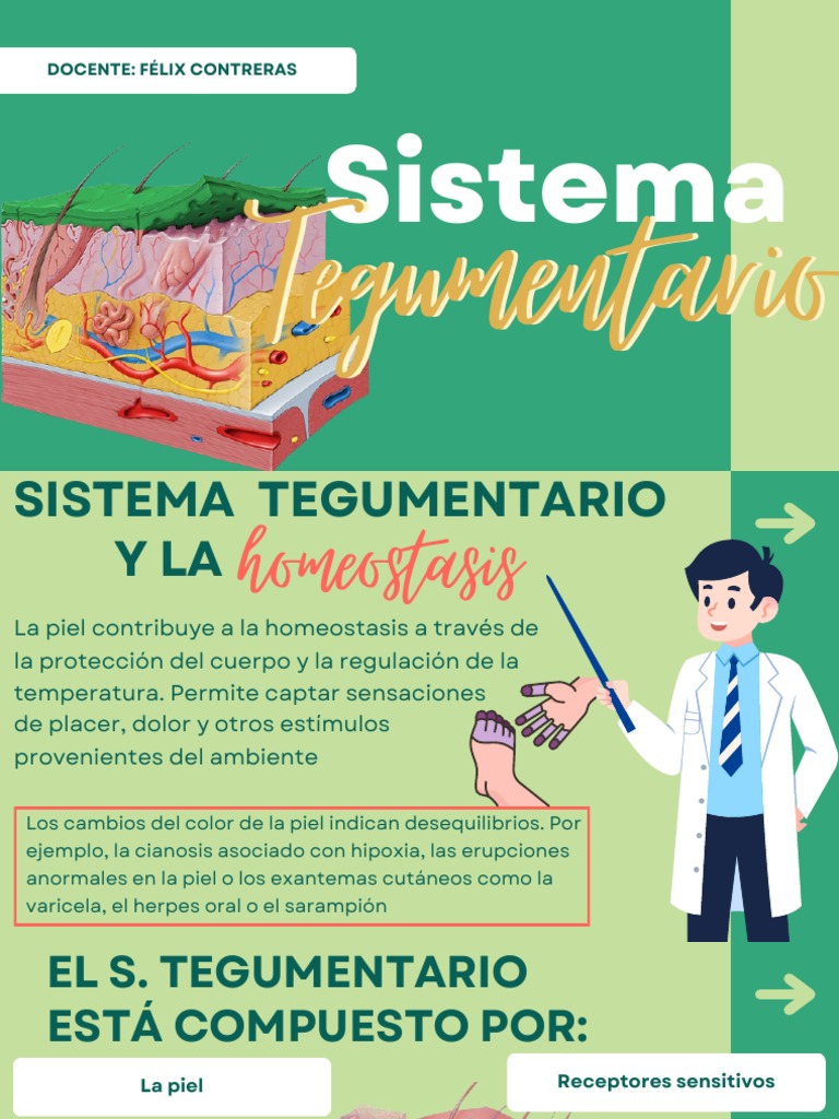 Piel | PDF | Piel | Epidermis