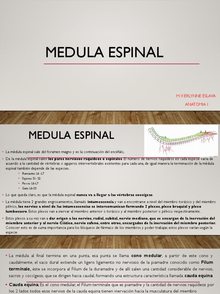 Médula Espinal | PDF | Médula espinal | Fluido cerebroespinal