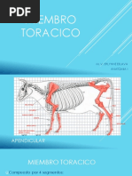 Anatomía del Húmero, Radio y Cúbito | PDF | Codo | Términos anatómicos ...