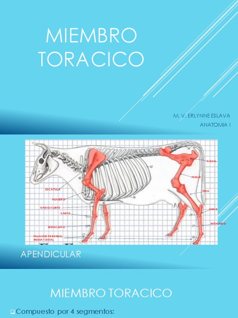 Anatomía del Miembro Torácico | PDF | Extremidades (anatomía) | Sistema ...