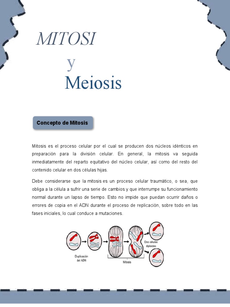 Mitosis y Meiosis | Descargar gratis PDF | Mitosis | Mitosis