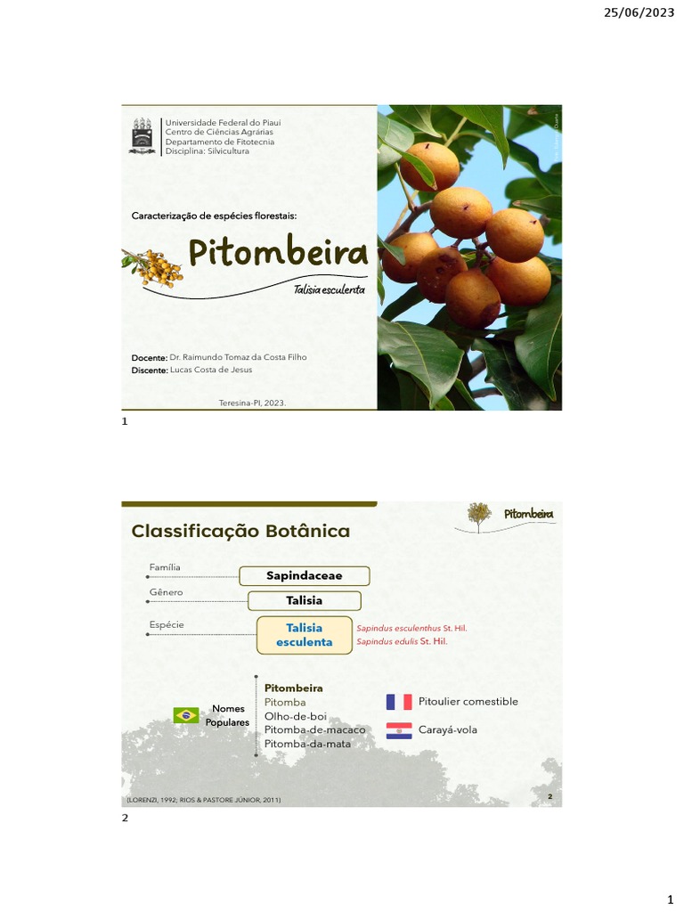 Caracterização de Espécies Florestais: Pitombeira (Talisisa Esculenta ...