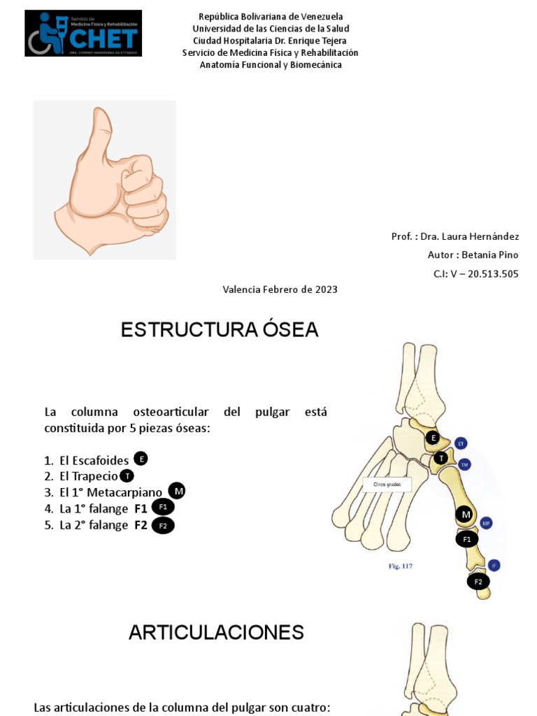 Pulgar | PDF | Extremidades (anatomía) | Sistema musculoesquelético