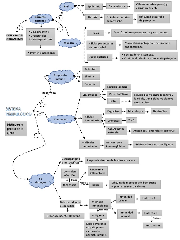 Mapa Mental | Descargar gratis PDF | Sistema inmune | Linfocitos